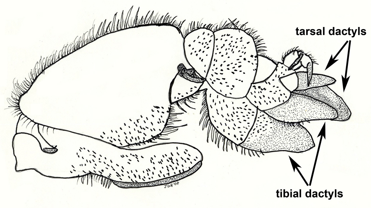Key to the genera of the Gryllotalpidae found in the Southeastern ...