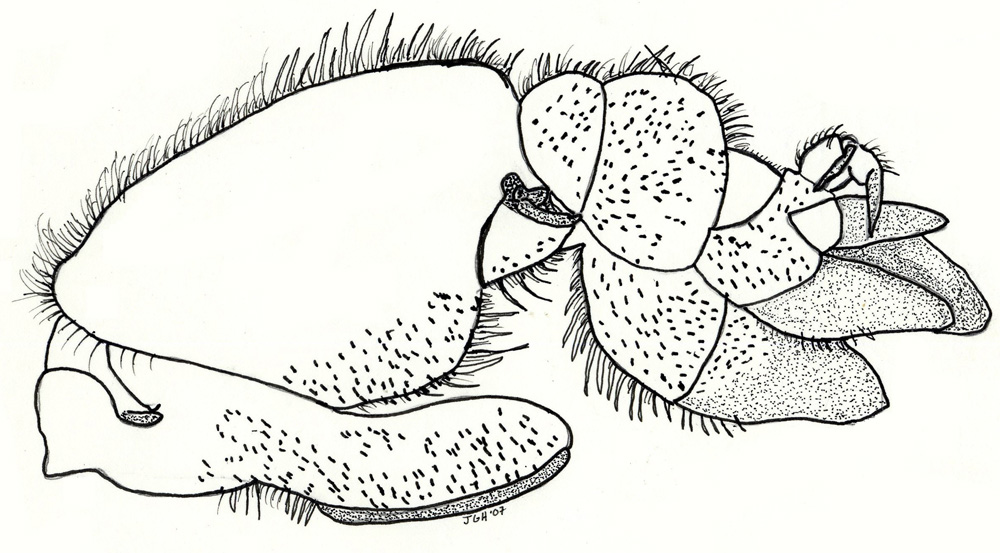 Scapteriscus vicinus Scudder tawny mole cricke