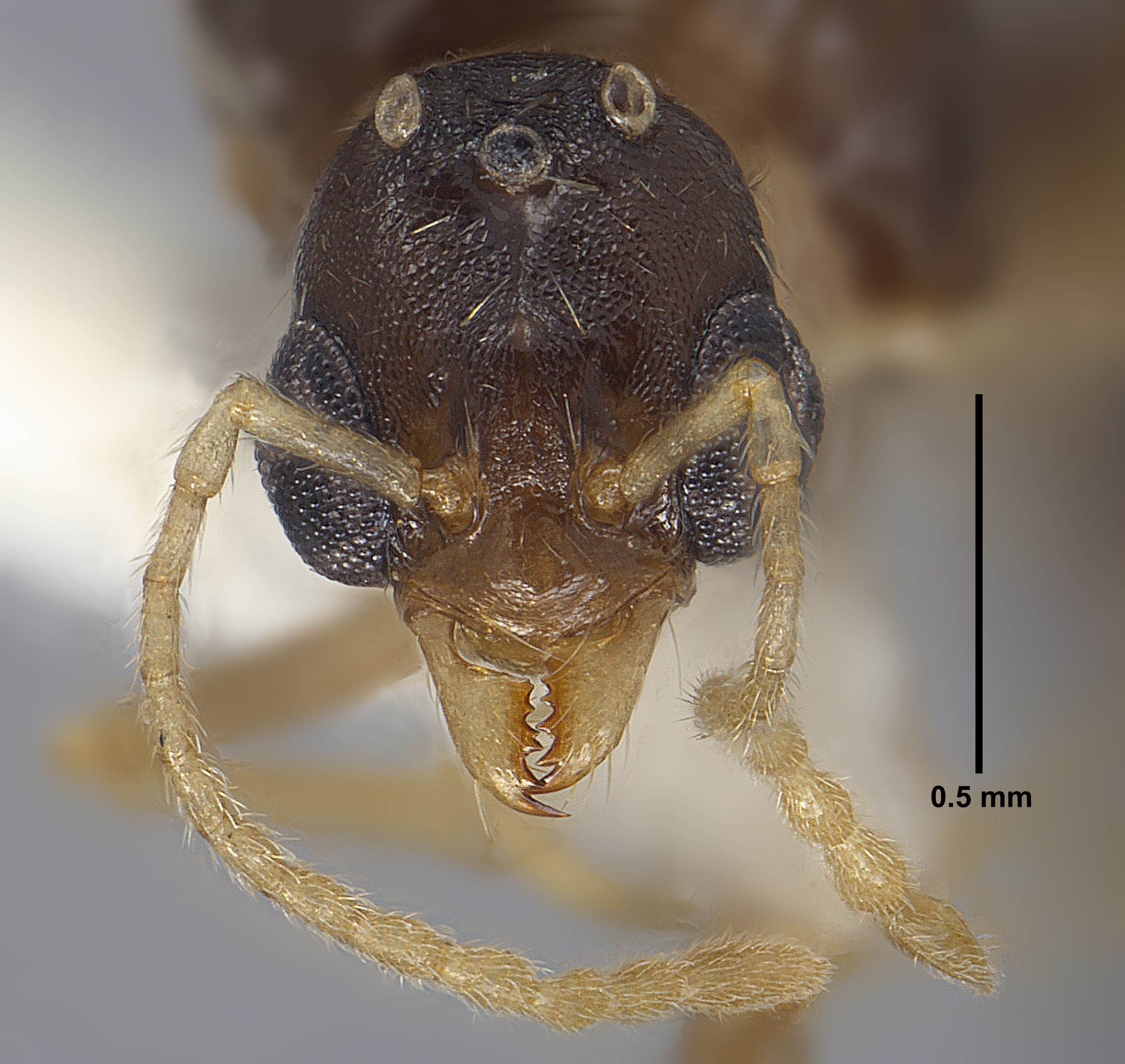 Aphaenogaster carolinensis Wheeler
