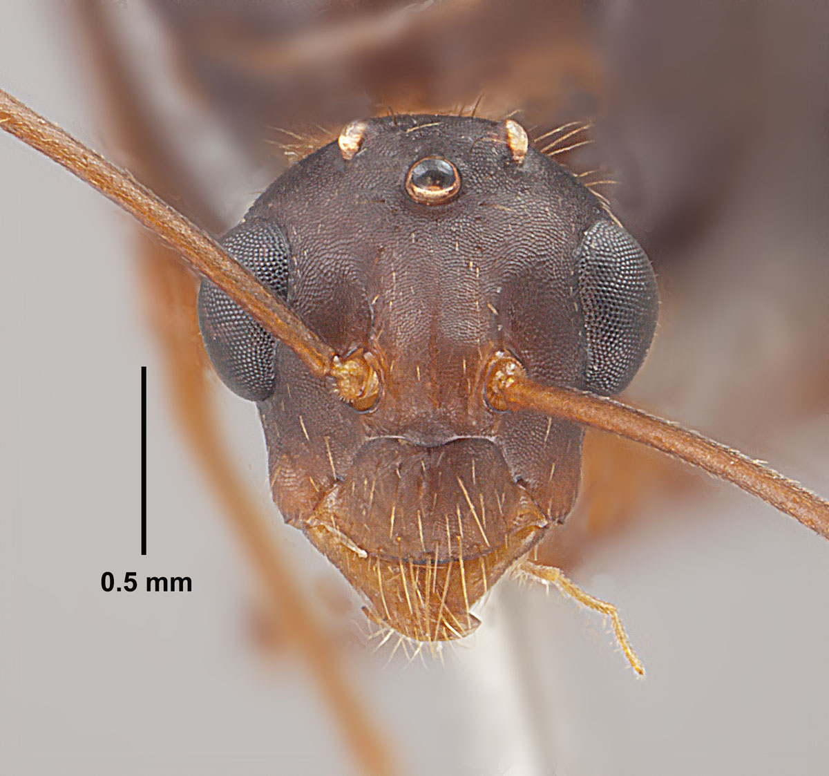 Camponotus (Myrmothrix) floridanus (Buckley)